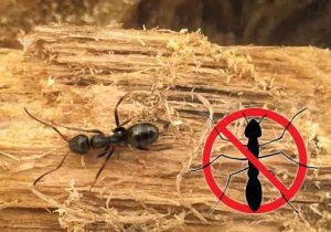 Black Ant Treatment in Atlanta GA | Elite Pests Control