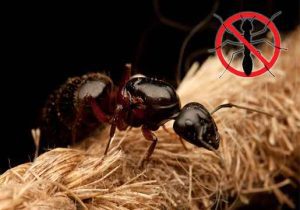 Black Ant Treatment in Atlanta GA | 24 Hour Pest Control